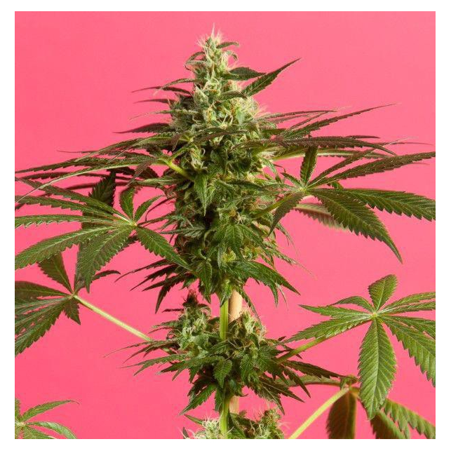 Guayita | Philosopher Seeds | Graines de cannabis féminisées.