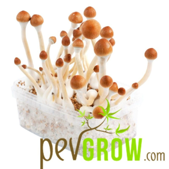 Yeti Mushroom Grow Kit - The Best Mushrooms at Pevgrow