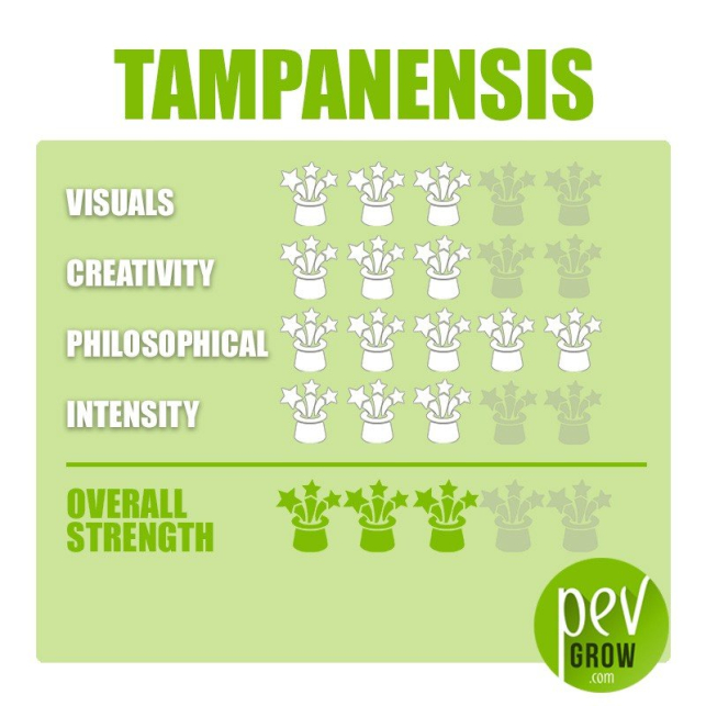 Tampanensis magic truffle growing kit