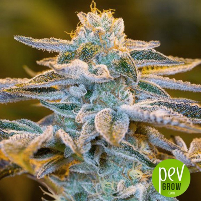 Dosidoss - The Kush Brothers - Détendez-vous et profitez-en