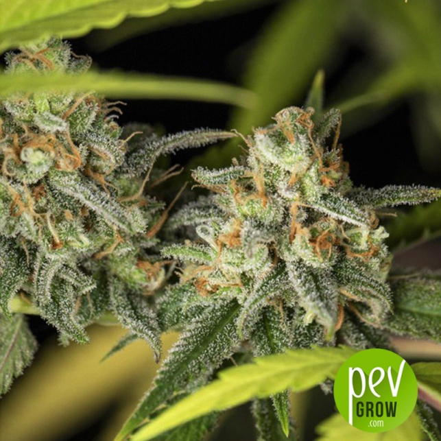 Lemon King - Eva Seeds - Féminisée rapide à taux élevé THC