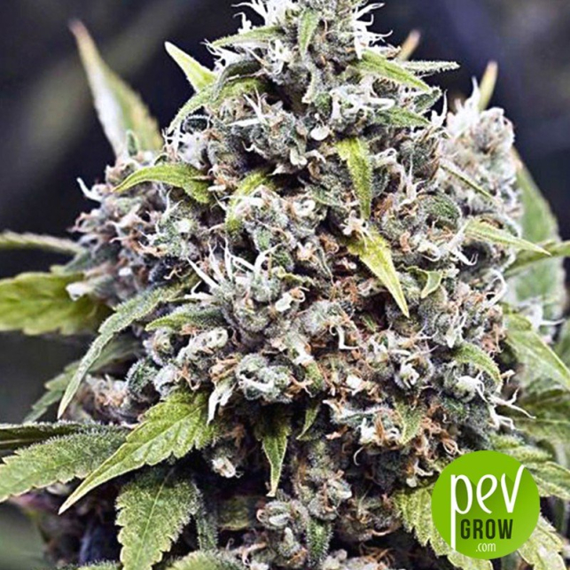 Pure AK | Female Seeds | Feminisierte Samen Pure AK | Female Seeds | Feminisierte Samen