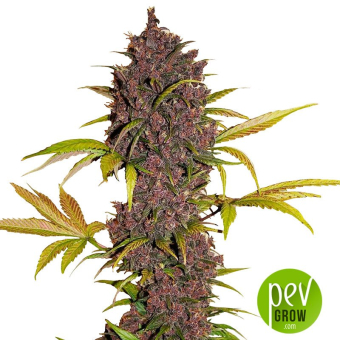 Autoflower cannabis seeds - Cheap Autoflower seeds