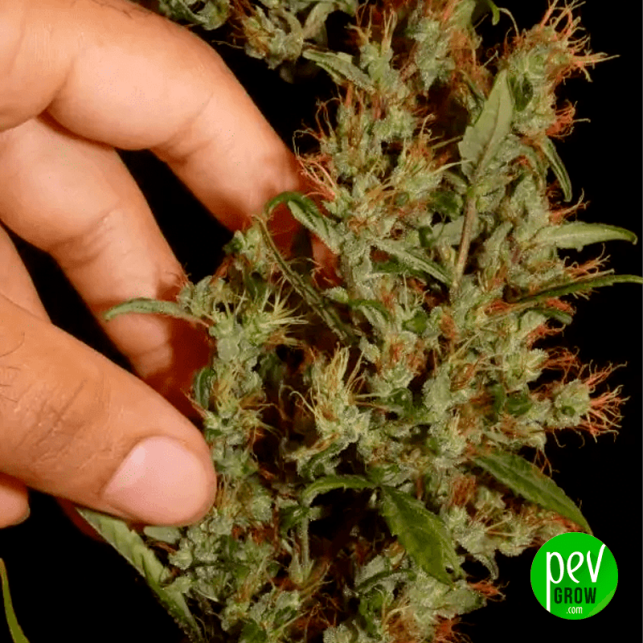 Moroccan Beldia - Buy Khalifa Cannabis Seeds in PEV