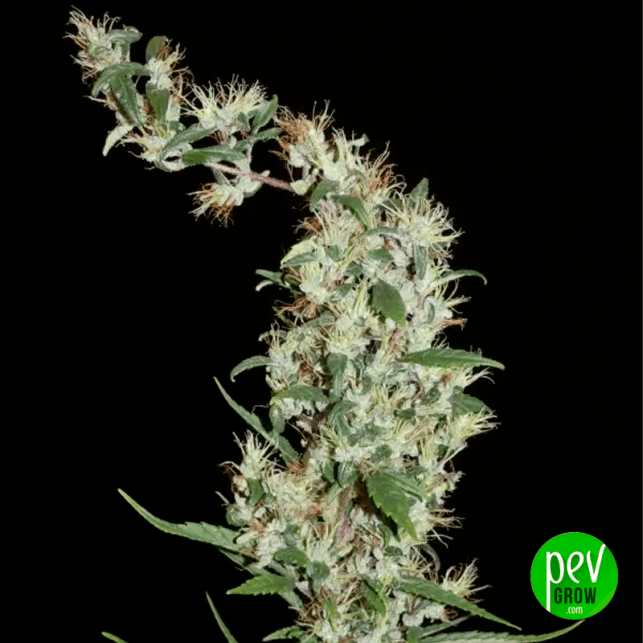 Moroccan Beldia - Buy Khalifa Cannabis Seeds in PEV