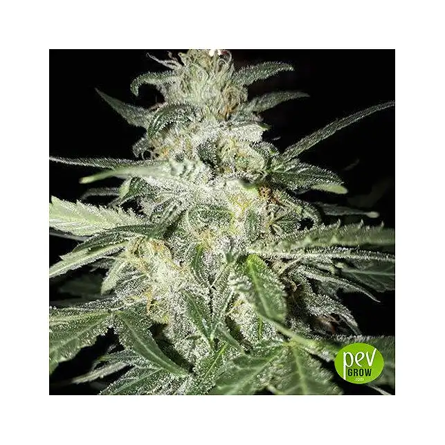 Banana Punch-frø fra Barneys Farm – 26 % THC