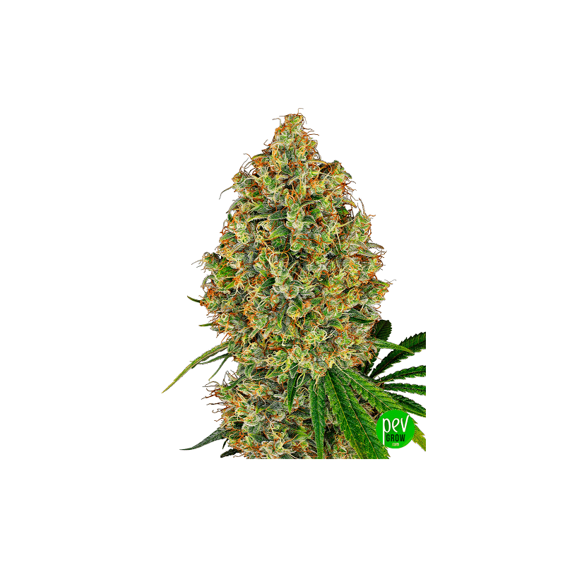 AK-420 - Buy White Label Feminized Seeds at Pevgrow