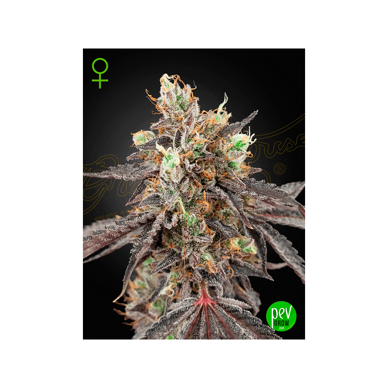 Gelato 41 Auto x Gelato 41 Auto - Buy GH Seeds at Pevgrow