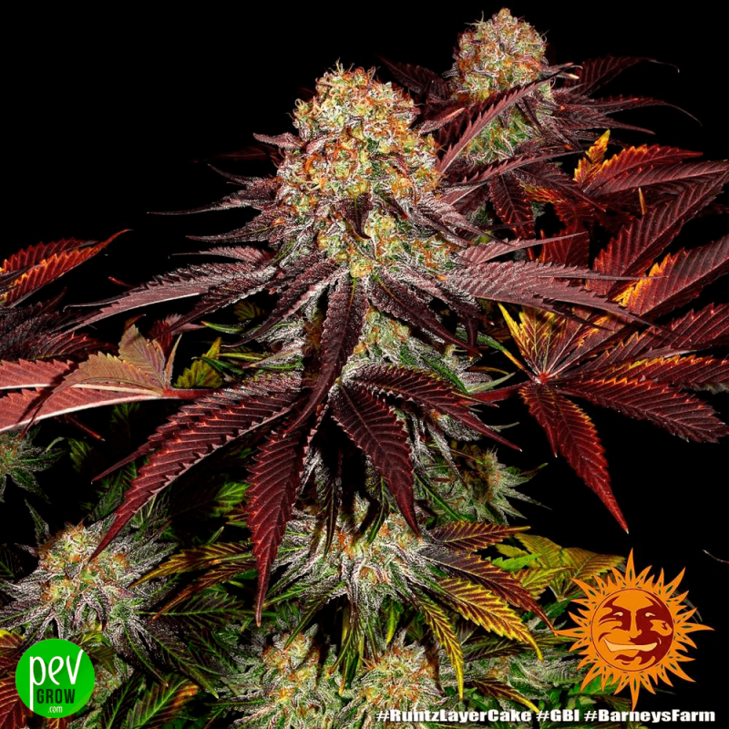 Runtz x Layer Cake - Compra Semillas Barney’s en Pevgrow Runtz x Layer Cake - Compra Semillas Barney’s en Pevgrow