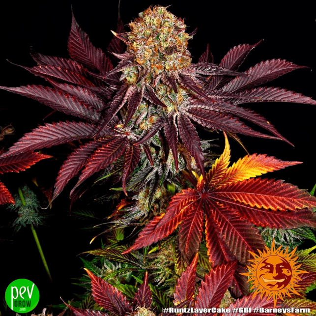 Runtz x Layer Cake – Kaufen Sie Barney’s Samen bei Pevgrow