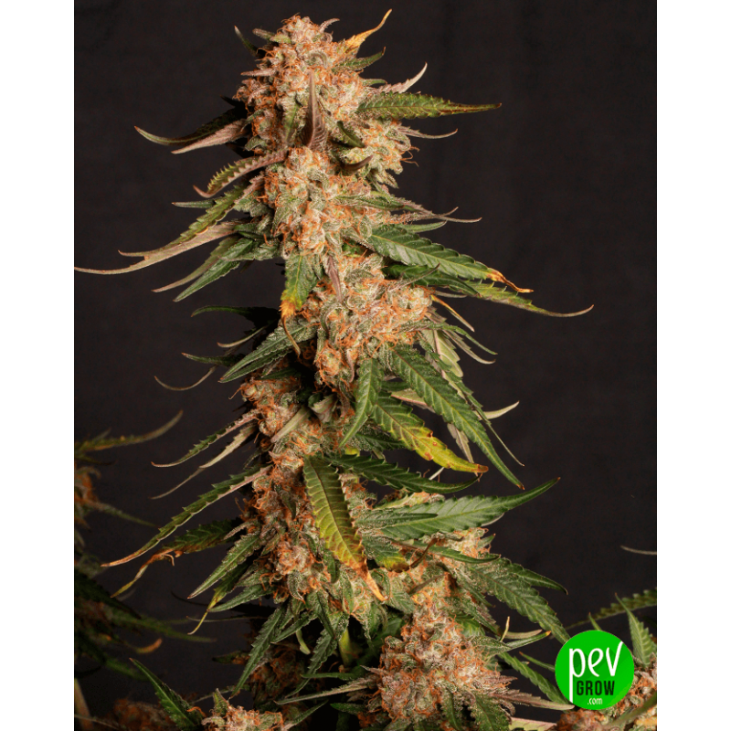 Blue Moby Auto - Buy Auto Seeds from Seedstockers on PEV