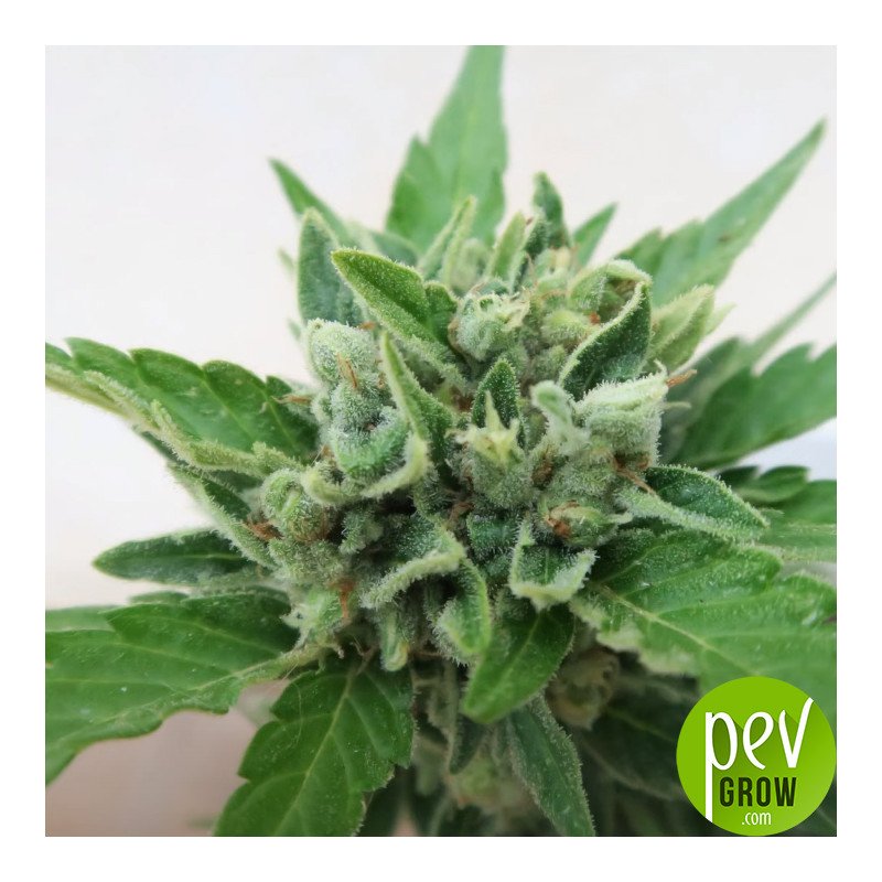 Cinnamon Buddha OG - Buy Humboldt Seeds at Pevgrow