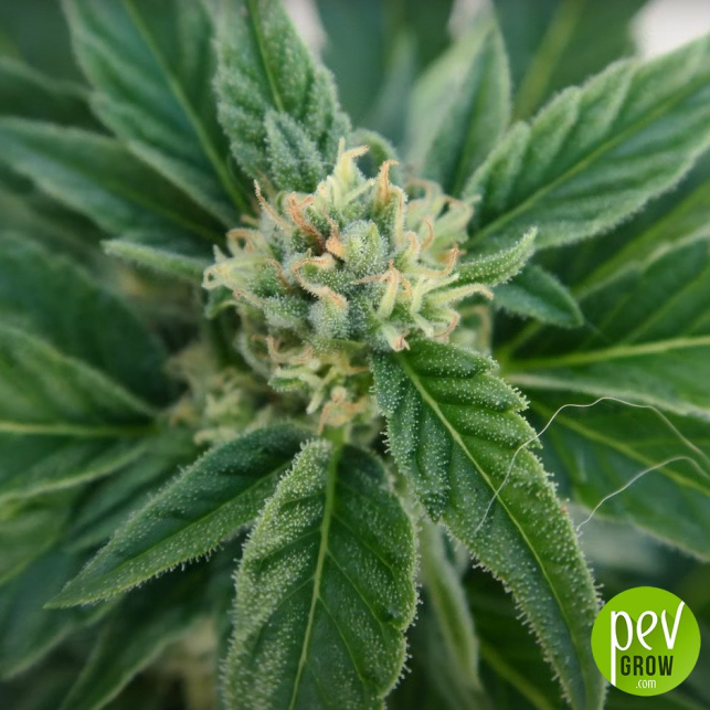 Sour Ripper Auto - Buy Automatic Ripper Seeds in PEV