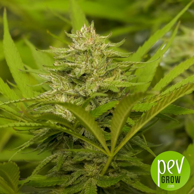 Sour Ripper Auto - Buy Automatic Ripper Seeds in PEV