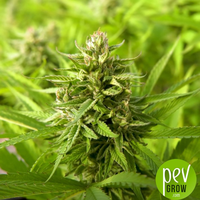 Buy Blueberry Zkittlez Autoflowering Seeds at Pevgrow