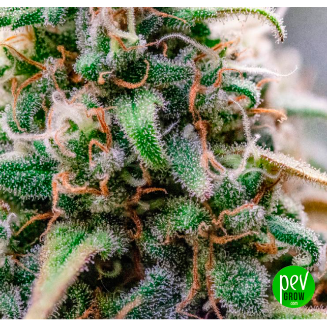 Buy Rucu Cucu OG Feminized Seeds from Seed Stockers | PEV