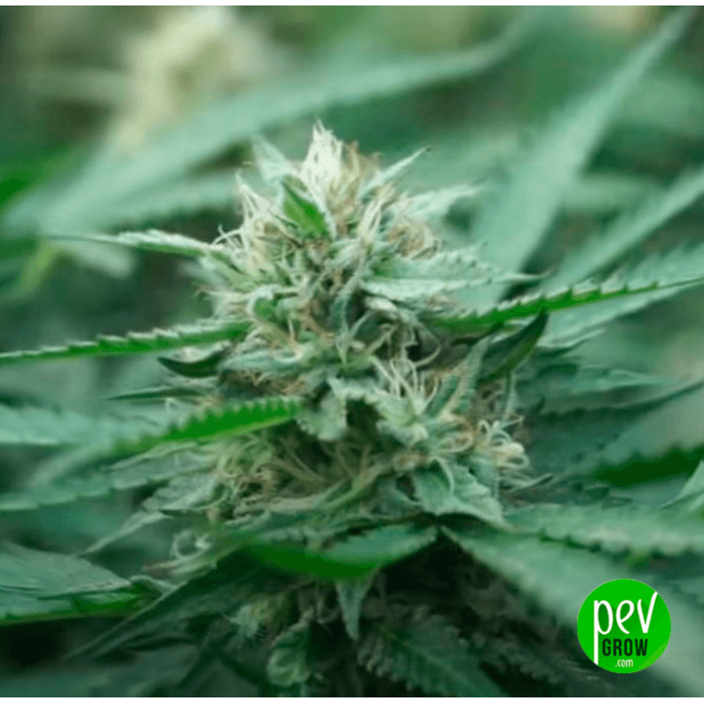 Buy Barney's Farm Gelato Feminized Seeds from Barney's Farm at Pevgrow