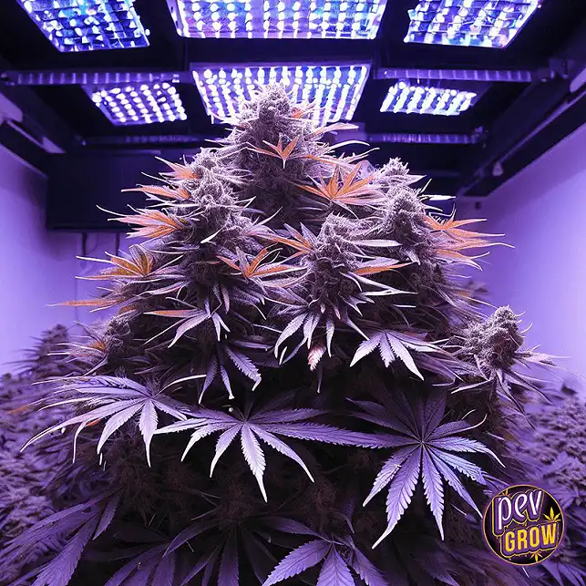 Sundae Driver Strain - Buy Feminized Seeds from Pevgrow here