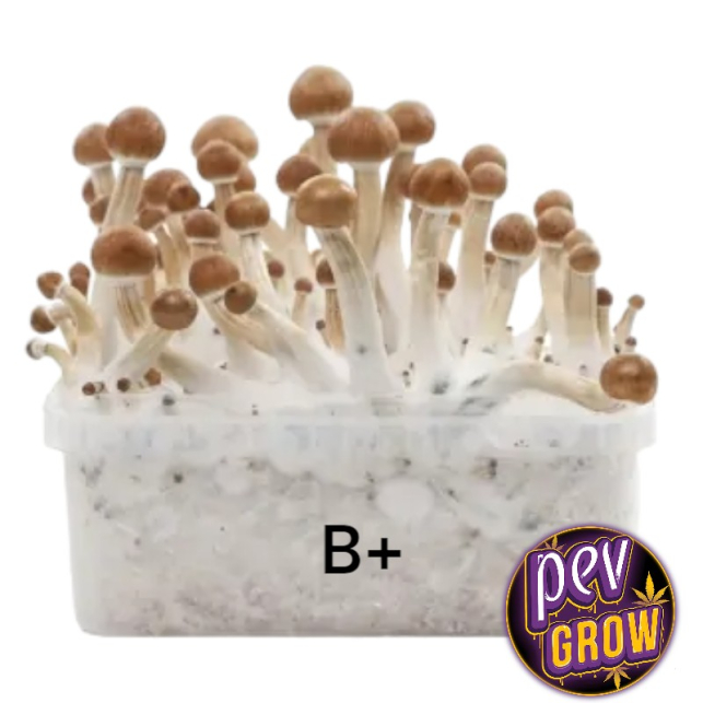 B+ MUSHROOM GROWING KIT Grow your mushroom bread now at home!