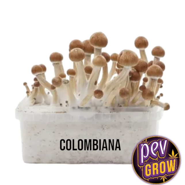 KIT FUNGHI ALLUCINOGENI COLOMBIANI Coltivali!
