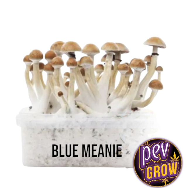 Kit funghi allucinogeni magici Blue Meanie