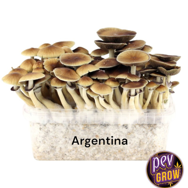 Kit funghi allucinogeni Argentina | Acquista Kit Funghi Magici ...