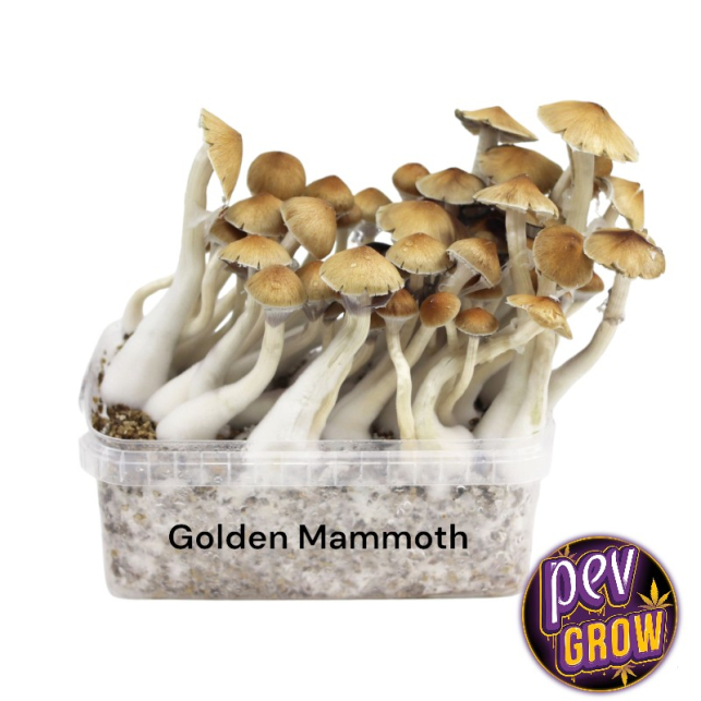 Acquista il Pan di Funghi Golden Mammoth al Miglior Prezzo su Pevgrow.