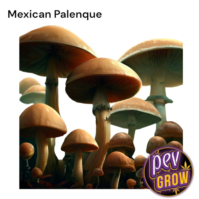 Compra Kit funghi allucinogeni Mexican Palenque su Pevgrow.