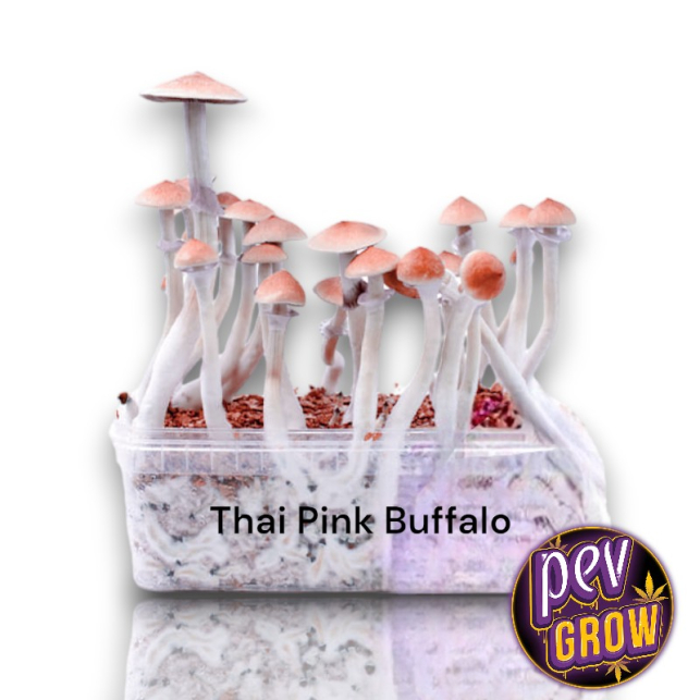 Mushroom Magic Thai Pink Buffalo | Achetez maintenant chez Pevgrow