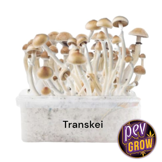 Acquistare Kit funghi allucinogeni Transkei Economico su Pevgrow