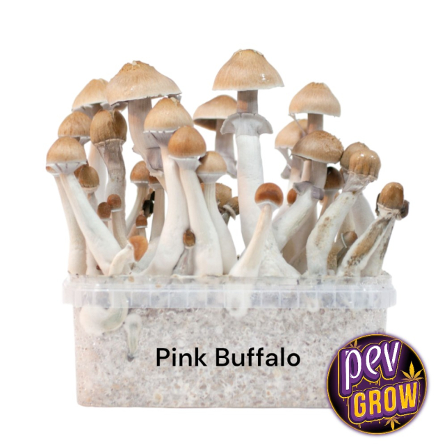 Mushroom Magic Pink Buffalo | Achetez Kit de Champignons Magiques Bon ...