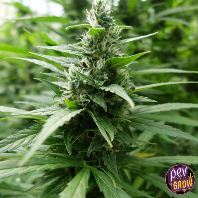 Forbidden Fruit Strain Semilla de marihuana - Pevgrow