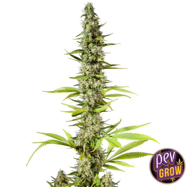 Early Maroc | Philosopher Seeds | Graine de cannabis femelle.