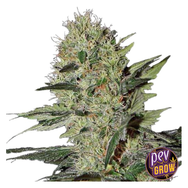 Cheese Auto Strain - Autoflowering Seeds - Pevgrow