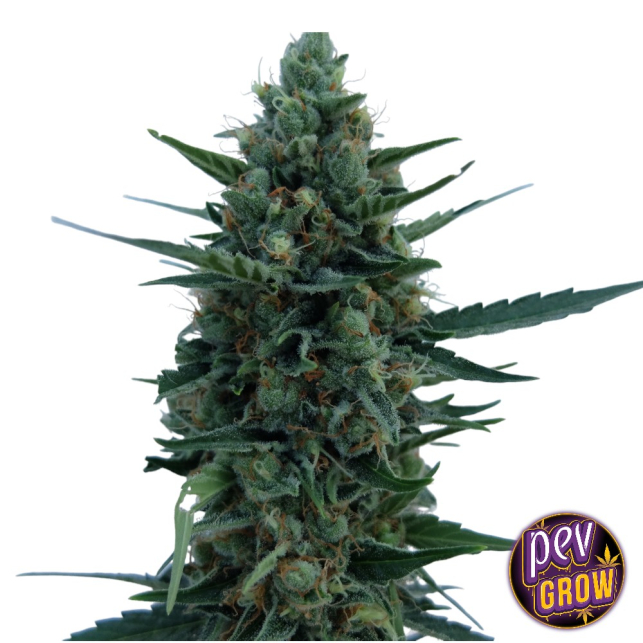 Super Runtz Seeds | Buy Feminized Spain Seeds at Pevgrow