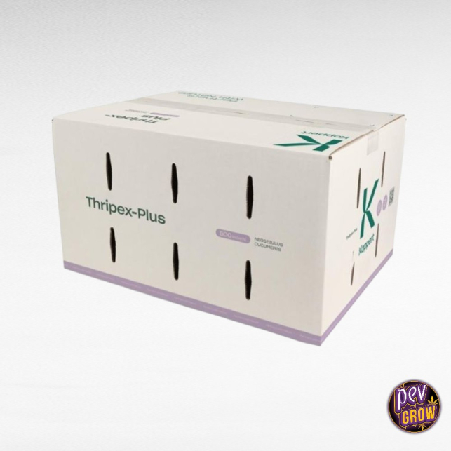 Buy Thripex Plus 500 Individual Sachets Amblyseius Cucumeris | PEV