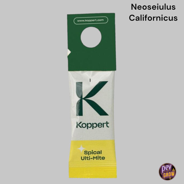 Acquista Spical Plus (Neoseilus Californicus) [Ragno Rosso] Pevgrow