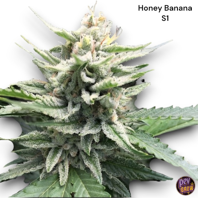 Semillas Feminizadas Honey Banana DNA Genetics - Sabor y Potencia ...