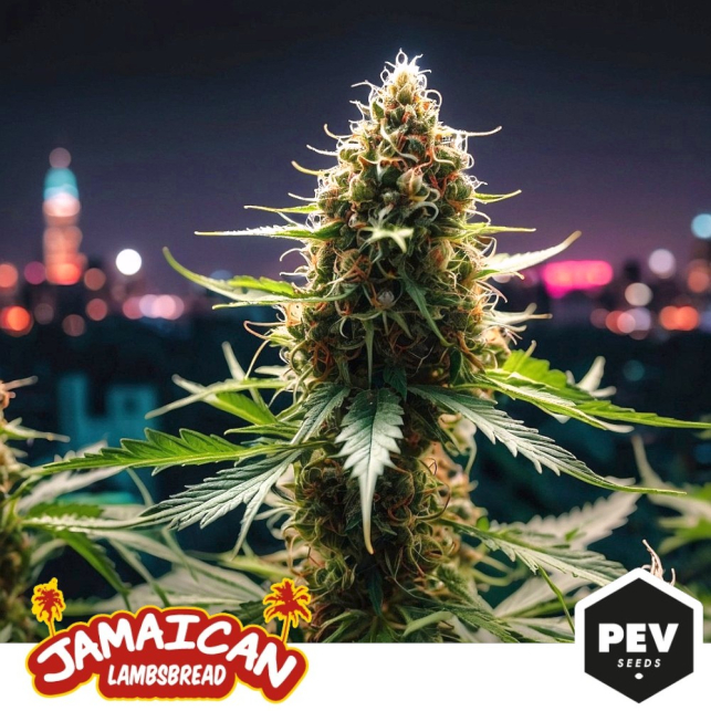 Jamaican Lambsbread Feminized seeds - Pevgrow