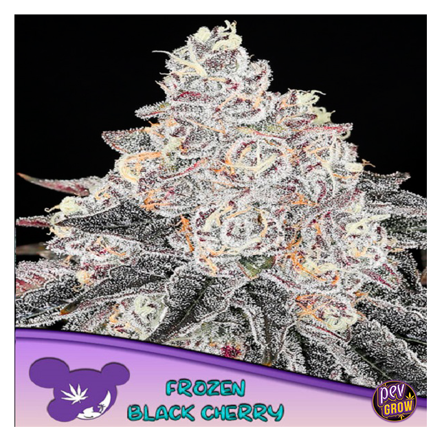Buy Feminized Frozen Black Cherry Seeds from Anesia Seeds | Pevgrow Buy Feminized Frozen Black Cherry Seeds from Anesia Seeds | Pevgrow