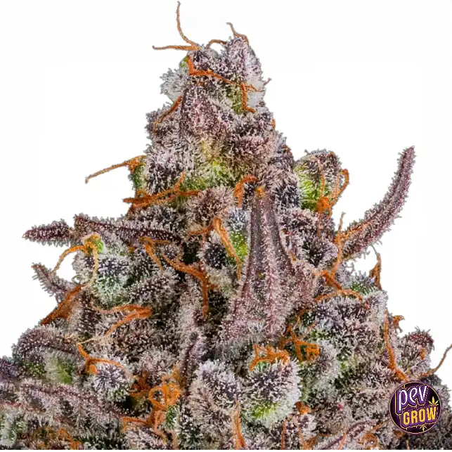 Triangle Kush Auto Seeds by Silent Seeds | Pevgrow
