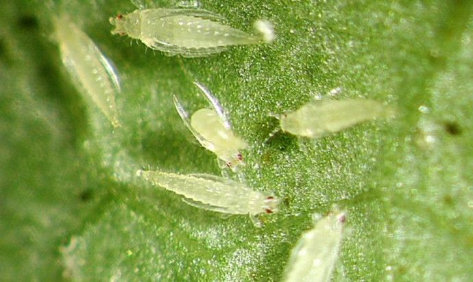 Comment éliminer les thrips de la plante de cannabis