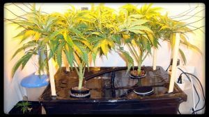 🥇 Growing marijuana with the SCROG method easily