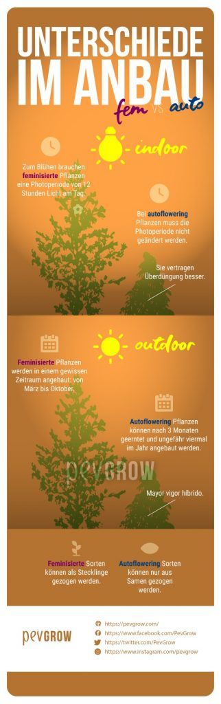 Feminisiert oder autoflowering, Unterschiede zwischen Cannabispflanzen