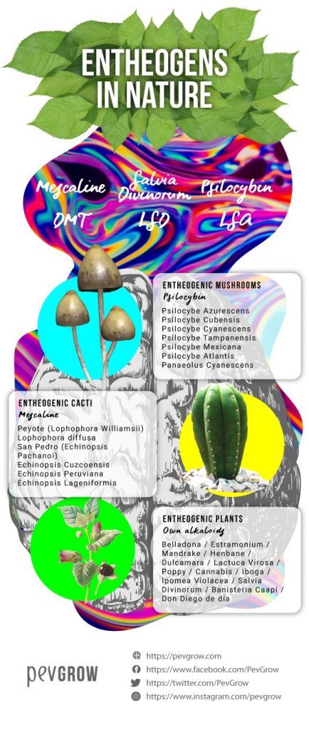 What are entheogens and which are the best ones