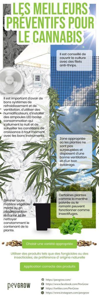 Les meilleurs préventifs pour protéger vos plantes de cannabis