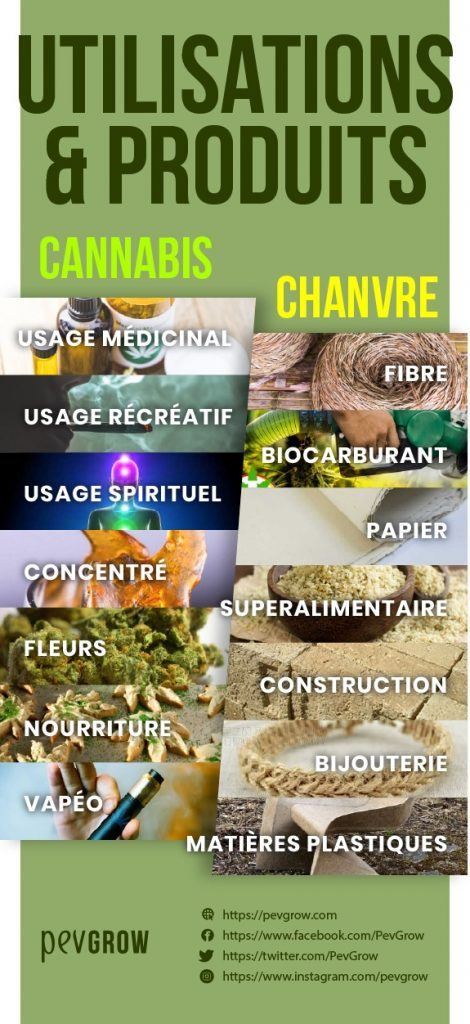 Tout ce que vous devez savoir sur le chanvre