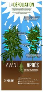 Défoliation du cannabis étape par étape, quand, où et pourquoi