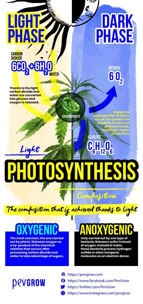 What is photosynthesis in plants? We explain it...