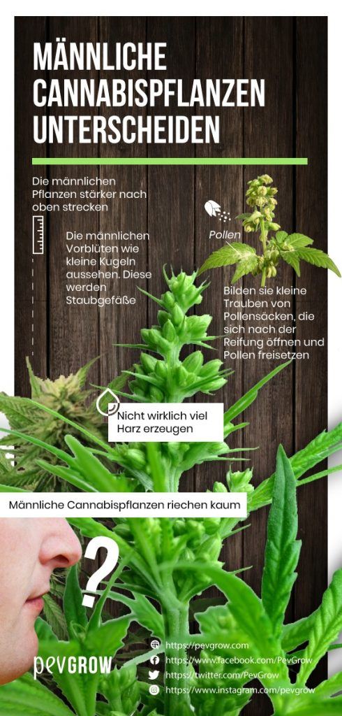 Männliches Cannabis - Alles über männliche Cannabispflanzen